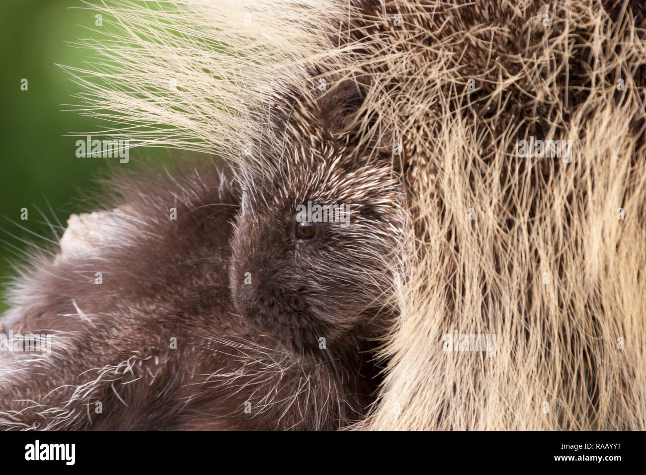 Porcupine quill hi-res stock photography and images - Alamy