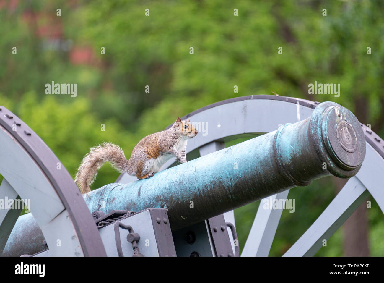 A squirrel sitting on a canon in a park in Washington DC USA Stock ...