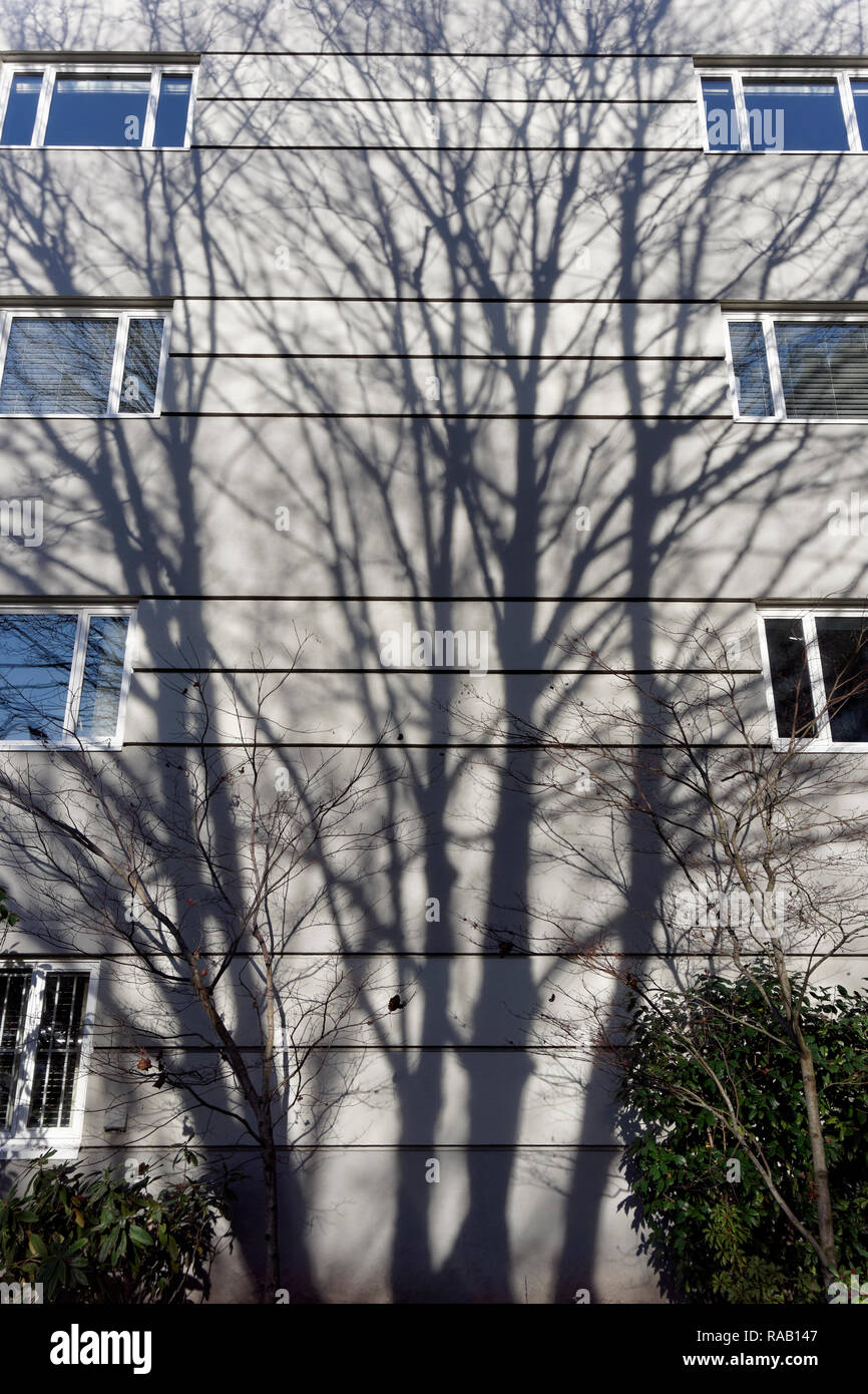 Shadow of a leafless deciduous tree cast on the exterior wall of an ...