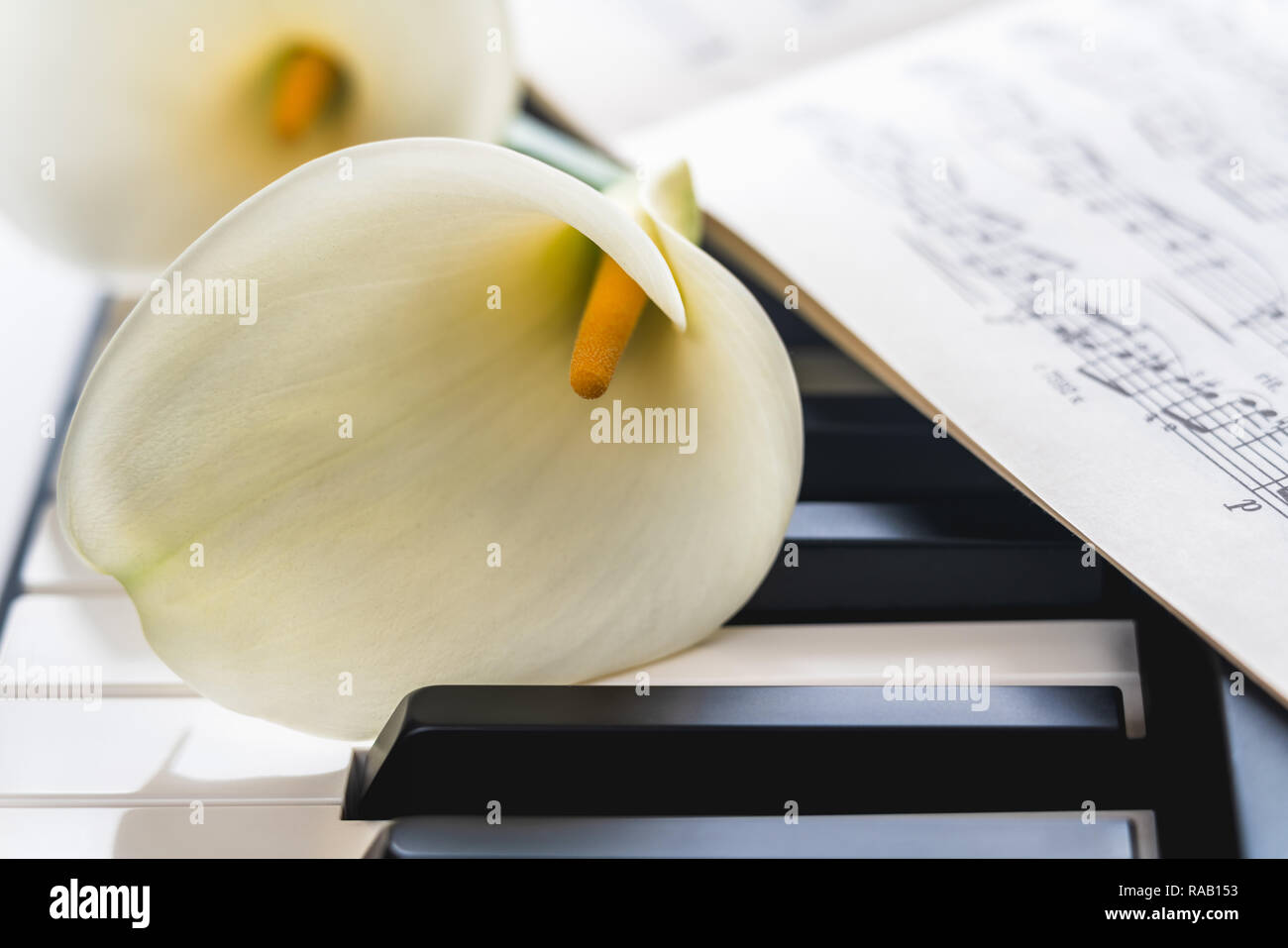 Musical flower arrangement hi-res stock photography and images - Alamy