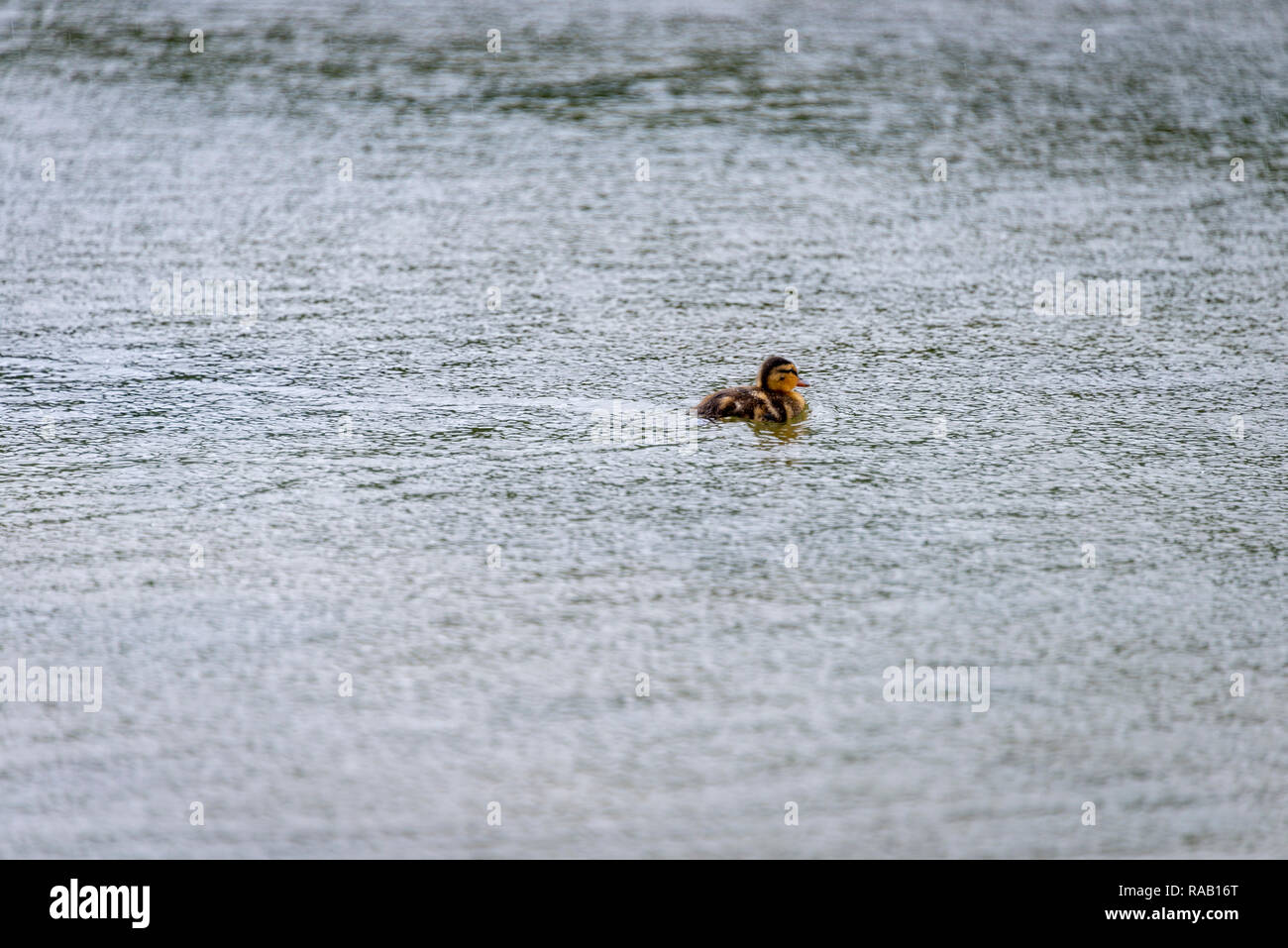 Single duckling swimming in the rain, Washington DC Stock Photo - Alamy