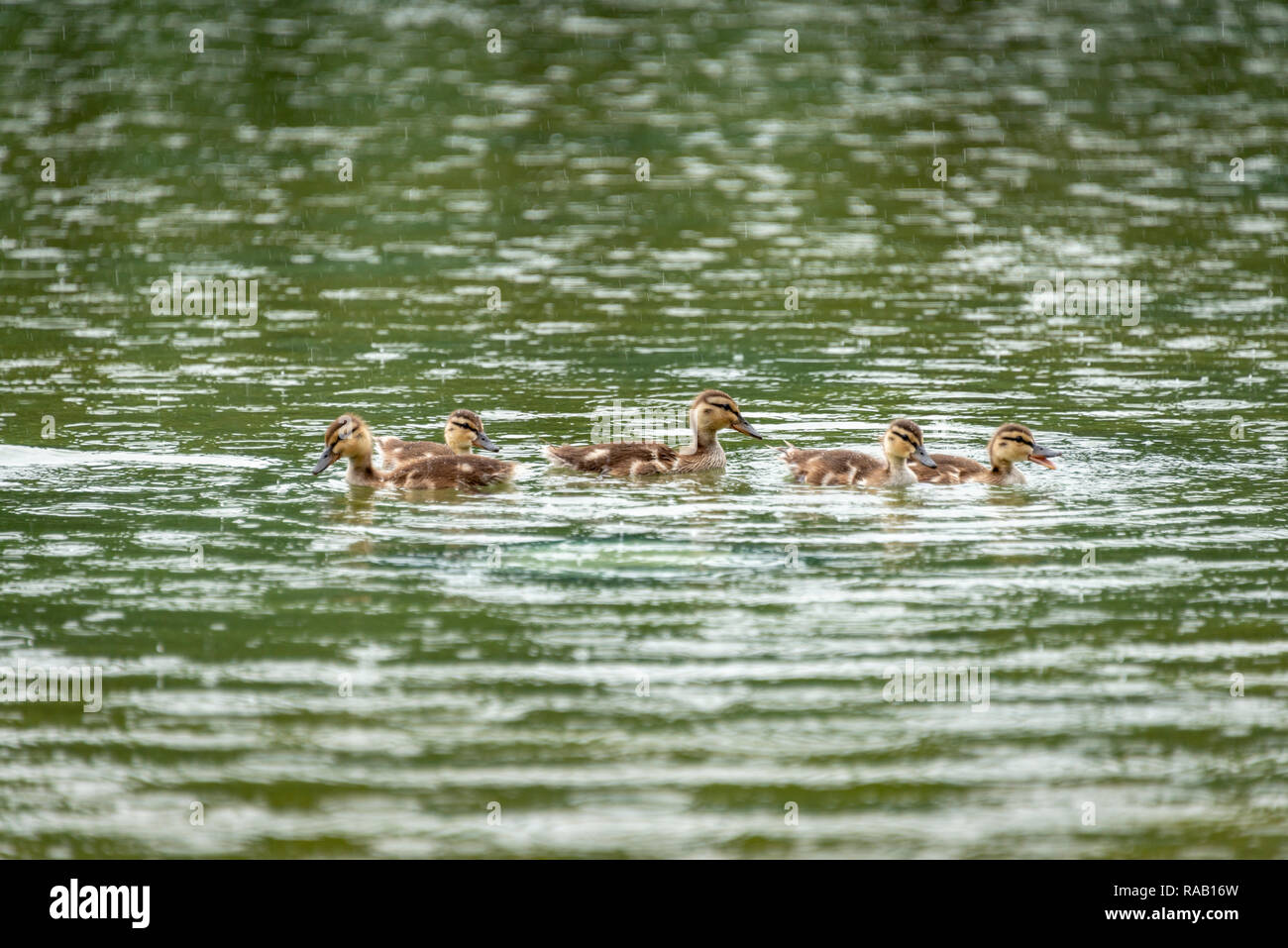 Ducklings in natural environment hi-res stock photography and images ...