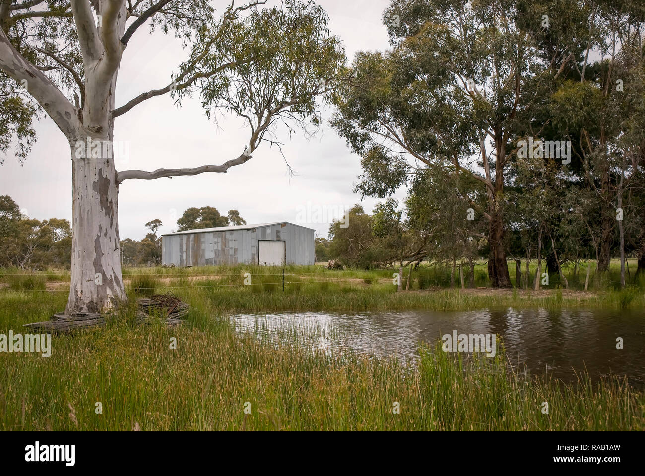 Water gum tree hi-res stock photography and images - Alamy