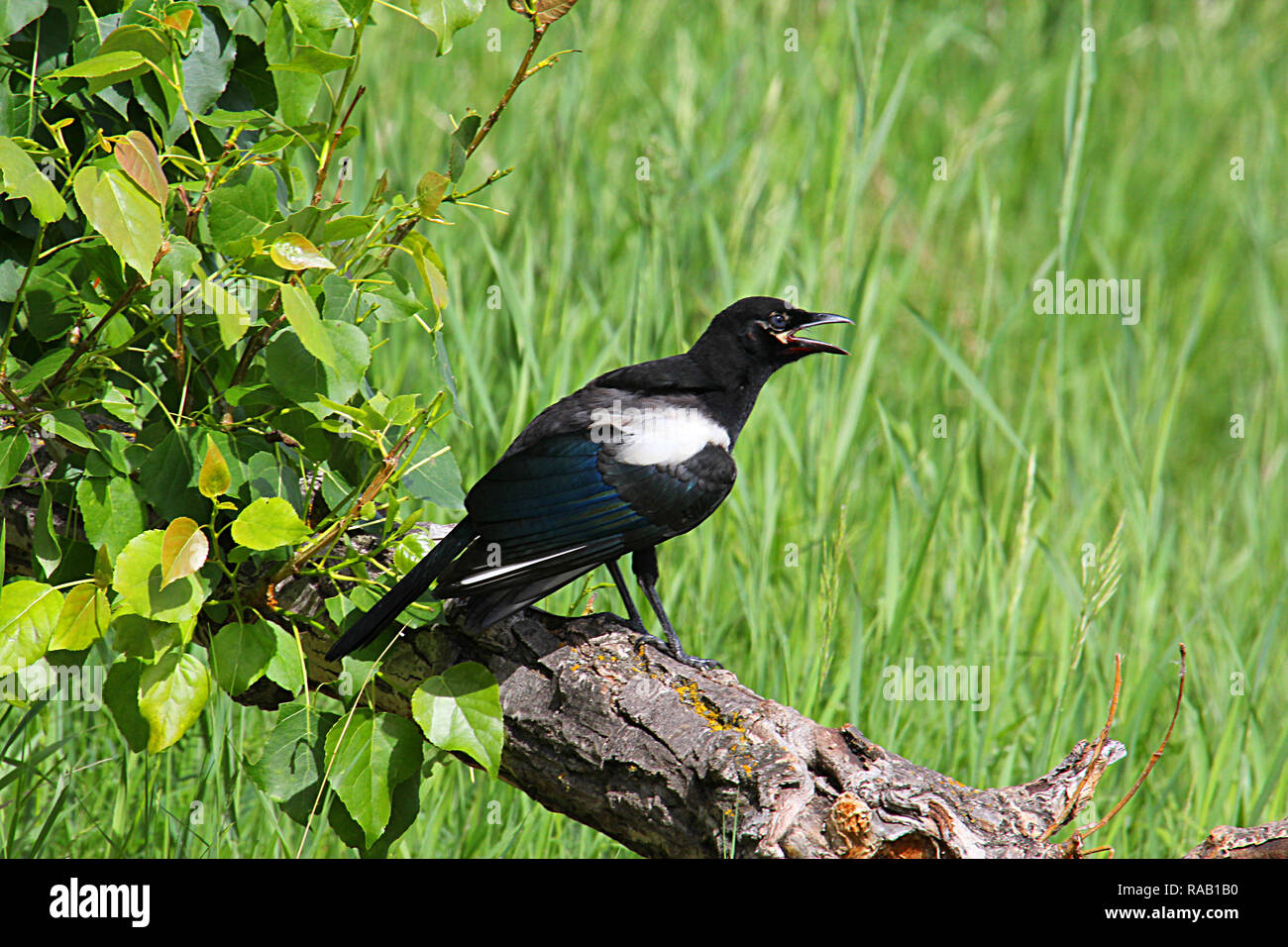 Magpie Birds of North America, Black-billed magpie, pica pica Stock ...