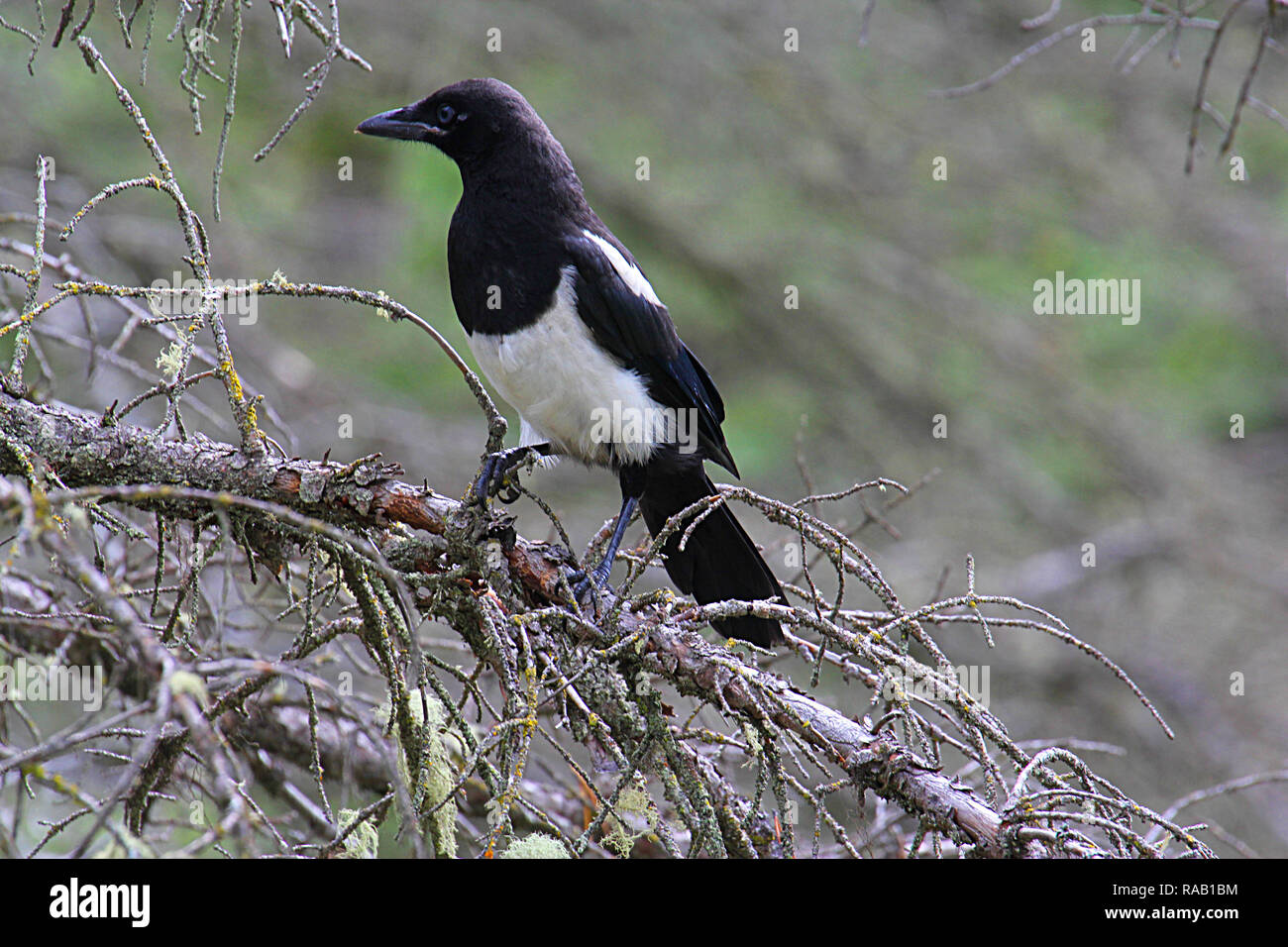 Magpie. Birds of North America, Black-billed magpie, pica pica Stock ...