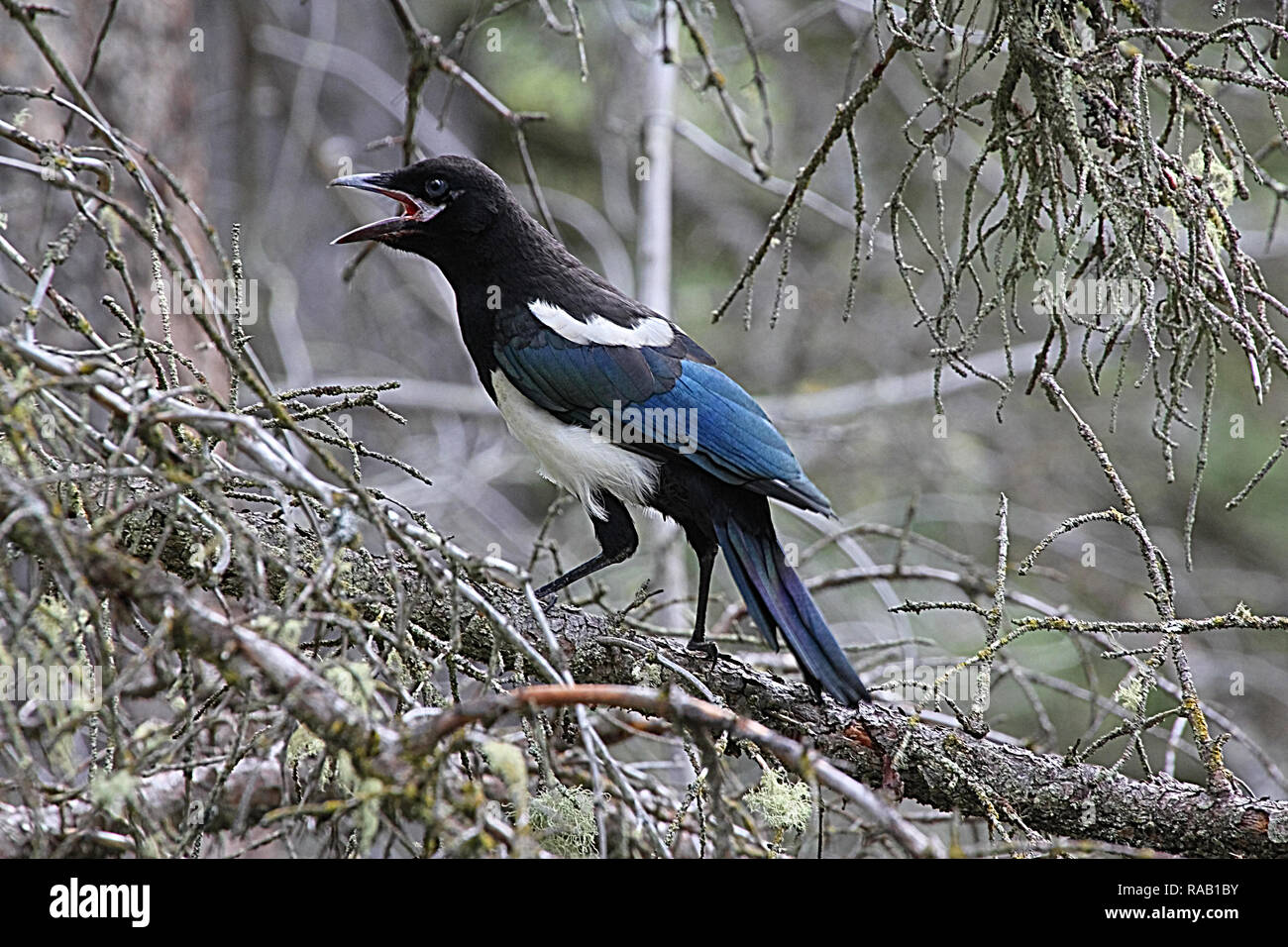 Magpie. Birds of North America, Black-billed magpie, pica pica Stock ...
