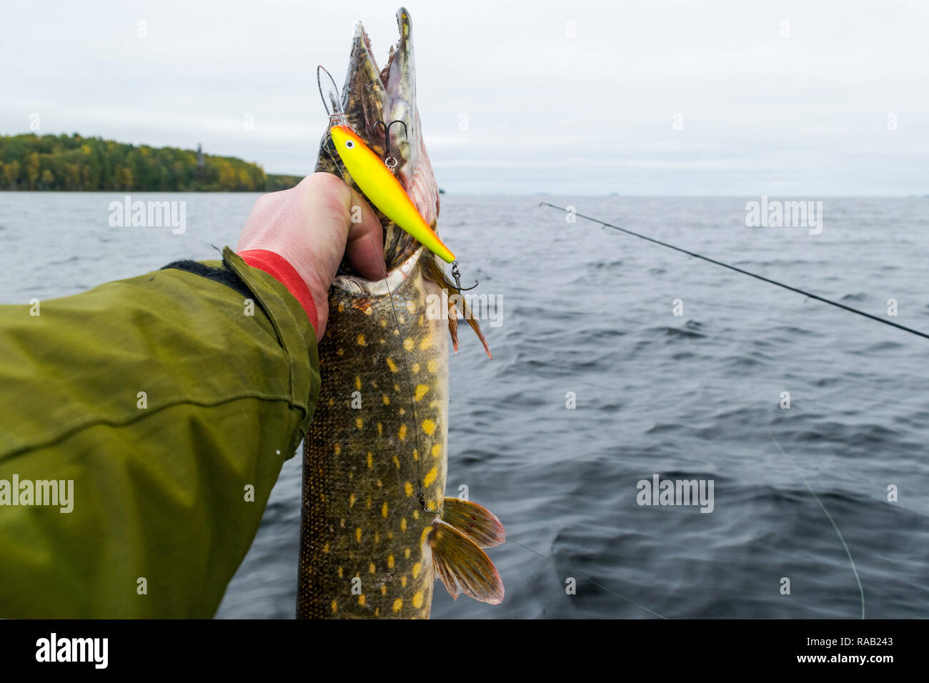 Big fish in hands of fisherman. Fisherman caught and holding big pike ...
