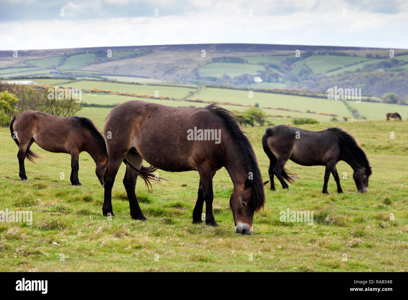 Wild Exmoor Ponies, Exmoor National Park, Devon, England, United ...