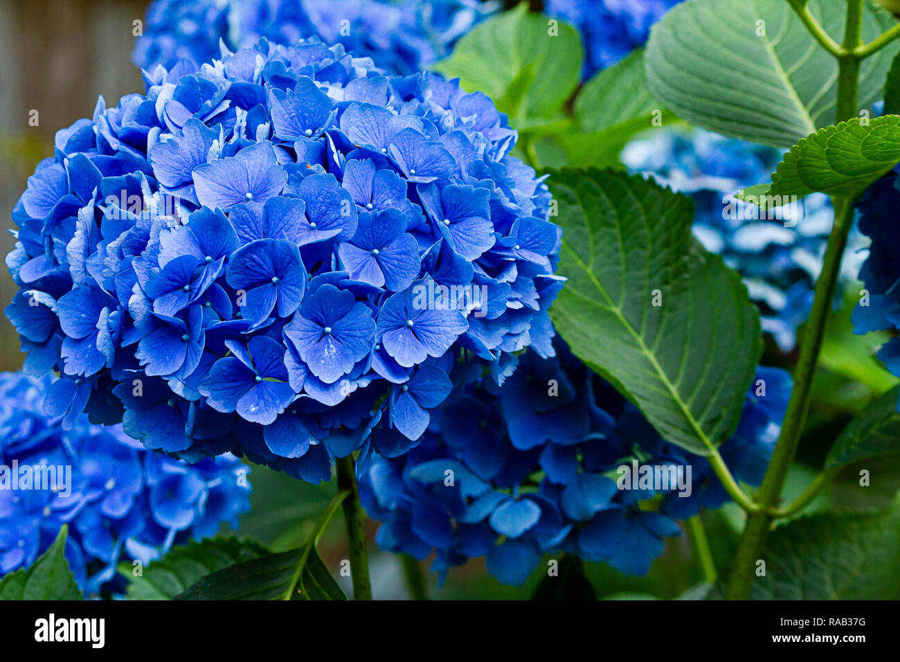 large blue hydrangea in summer sun in august Stock Photo - Alamy