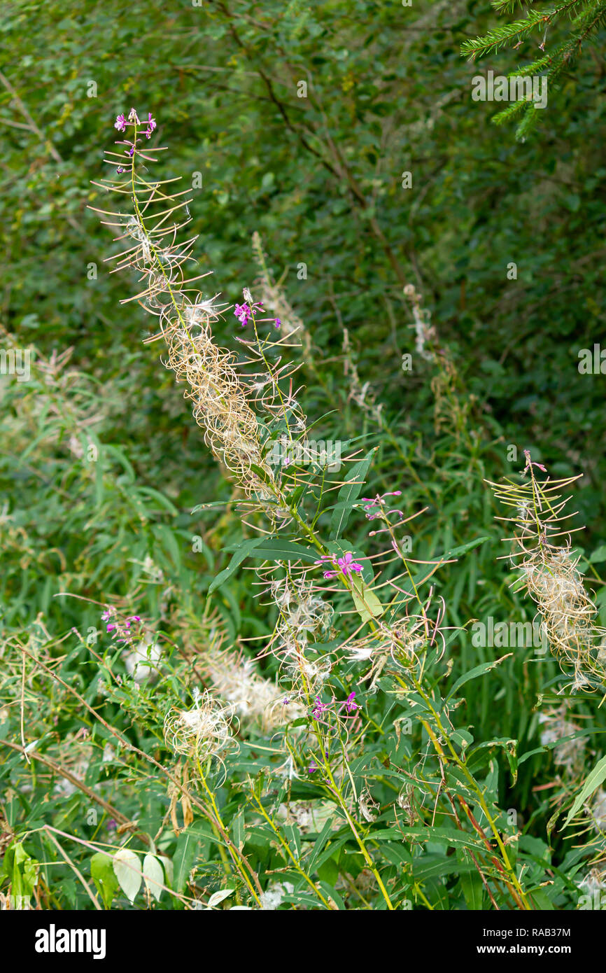 Tall Weeds High Resolution Stock Photography and Images - Alamy