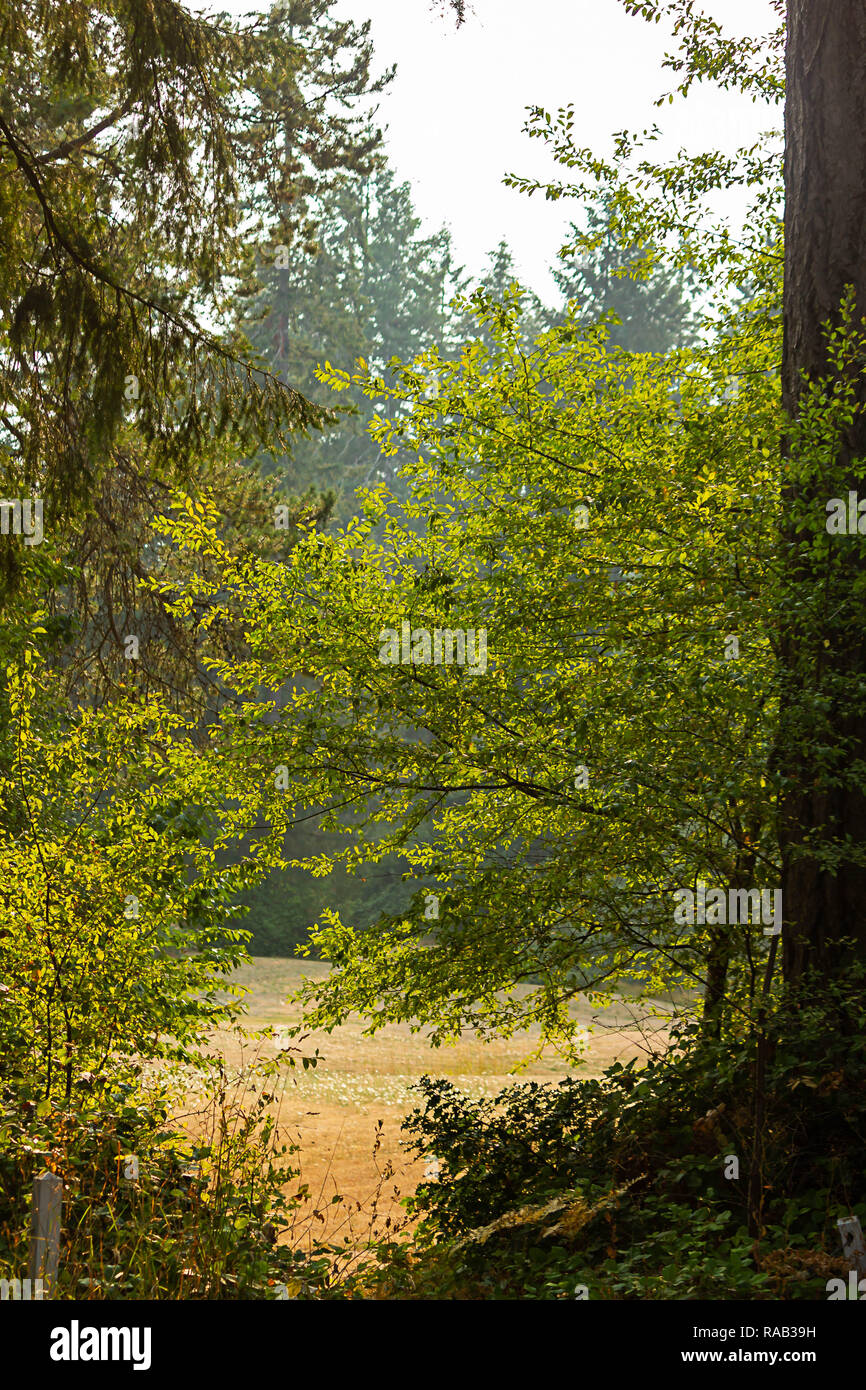 light path between deep green trees Stock Photo - Alamy