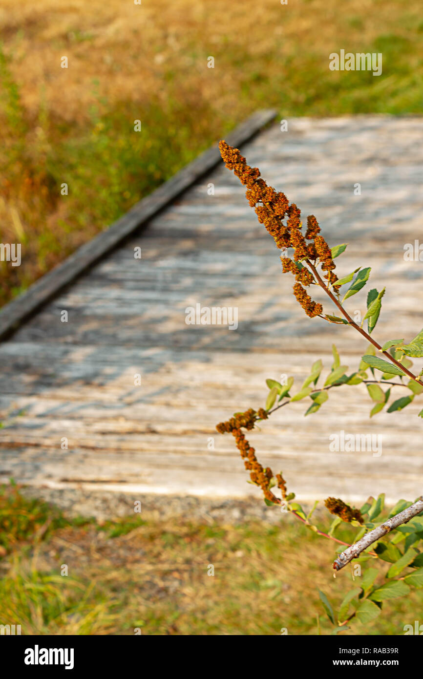 Dormant butterfly hi-res stock photography and images - Alamy