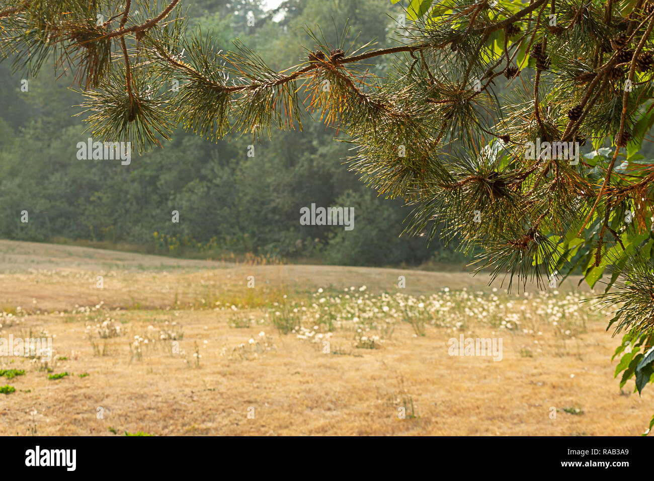 pine cones on tree branches over field Stock Photo - Alamy