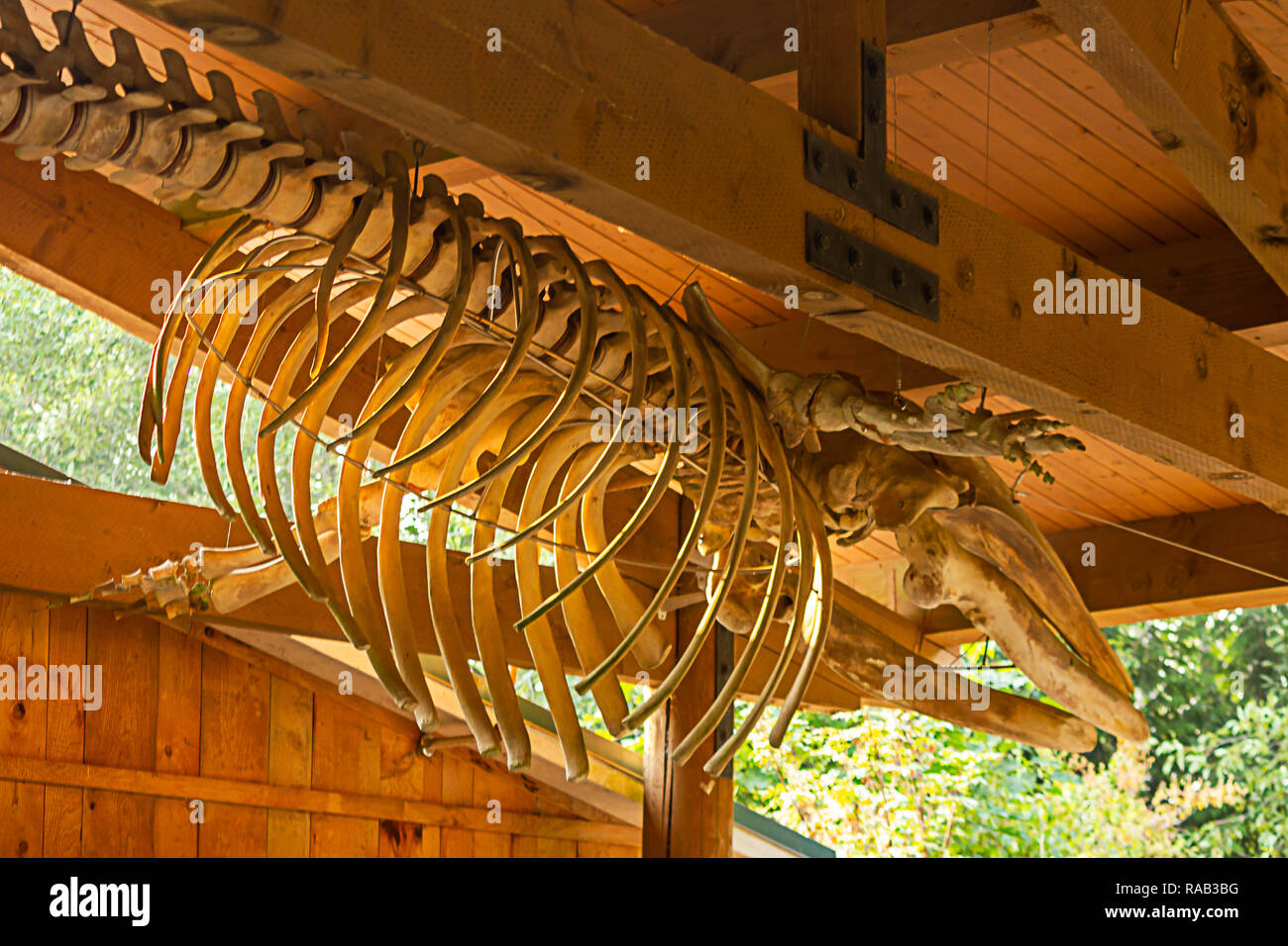 orca whale bones hanging as display under wood beams Stock Photo - Alamy