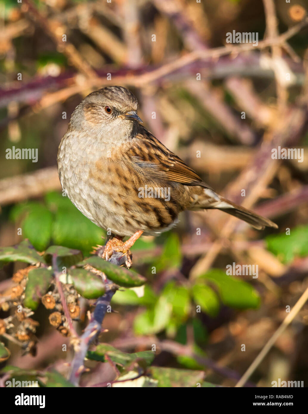 Posing dunnock hi-res stock photography and images - Alamy