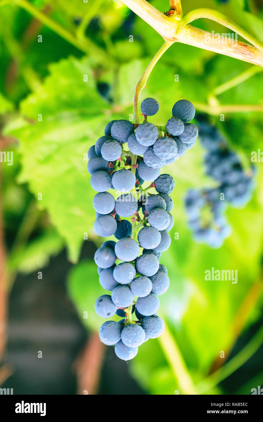 Bunch of lilac grapes in the vineyard Stock Photo - Alamy