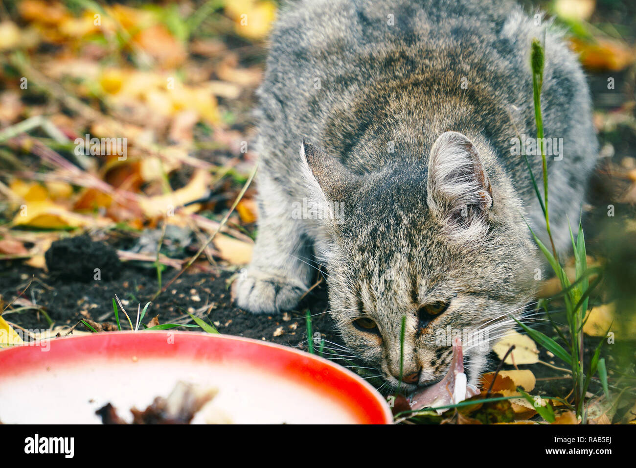 Purr fish hi-res stock photography and images - Alamy