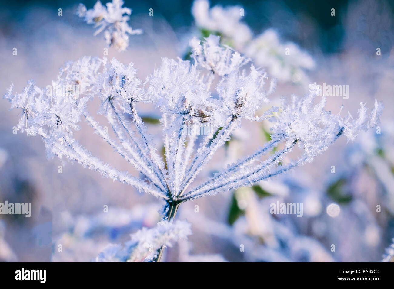 Frost sensitive plants hi-res stock photography and images - Alamy