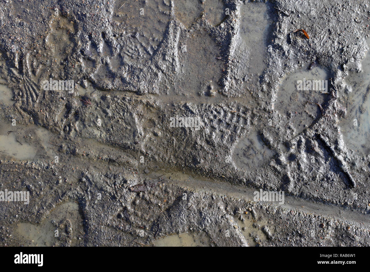 Multiple human footprints on a wet surface of a walkway made of sand ...