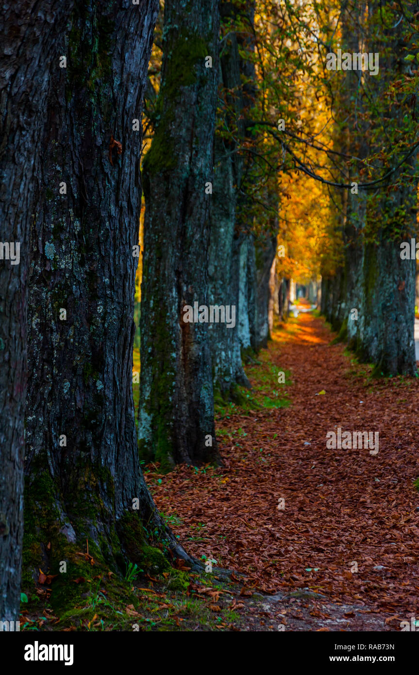 Big alley or Velika aleja to the Vrelo Bosne in Sarajevo Stock Photo ...