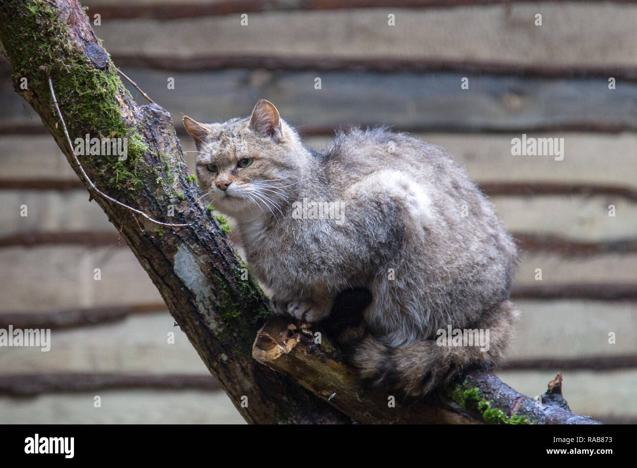 European wildcat Felis silvestris silvestris in Kadzidlowo Wild Animals ...
