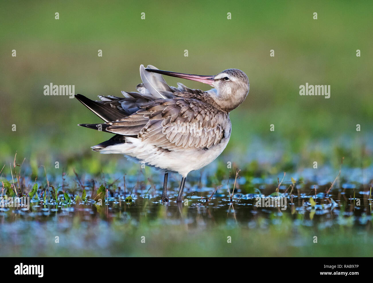 Hudsonian godwits hi-res stock photography and images - Alamy
