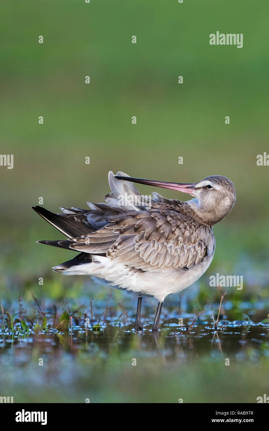Hudsonian godwits hi-res stock photography and images - Alamy