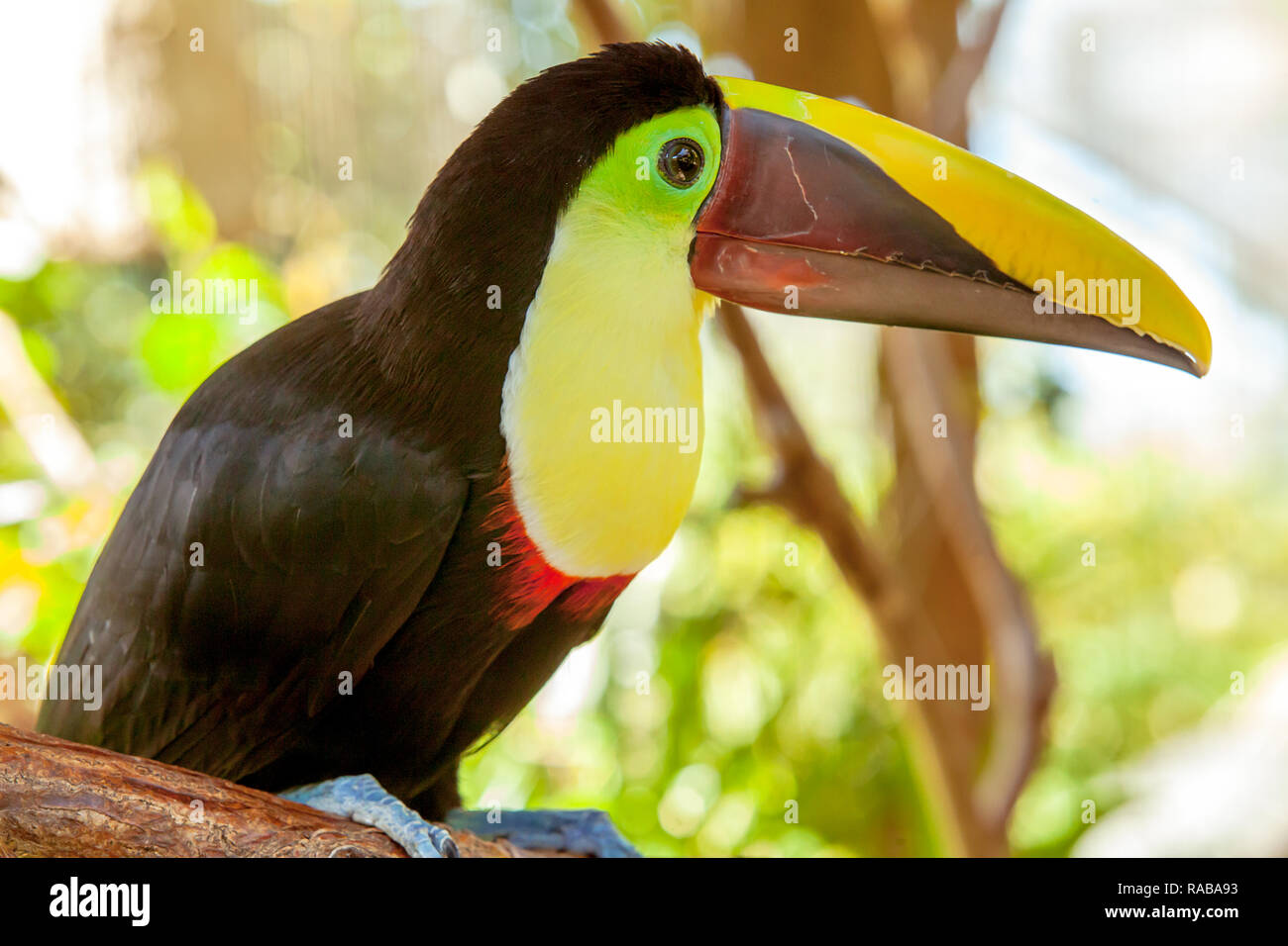 Colorful toucan in Costa Rica Stock Photo - Alamy