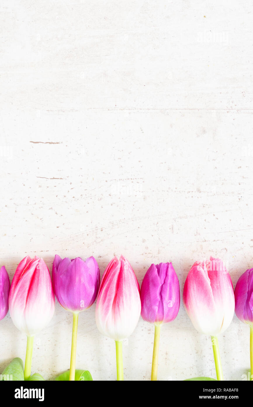 Pink and violet tulip flowers top view row on gray background with copy ...