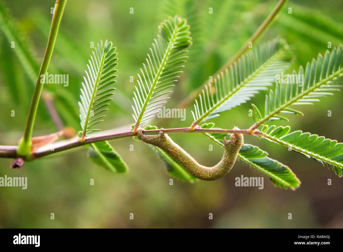 Chrysalid High Resolution Stock Photography and Images - Alamy