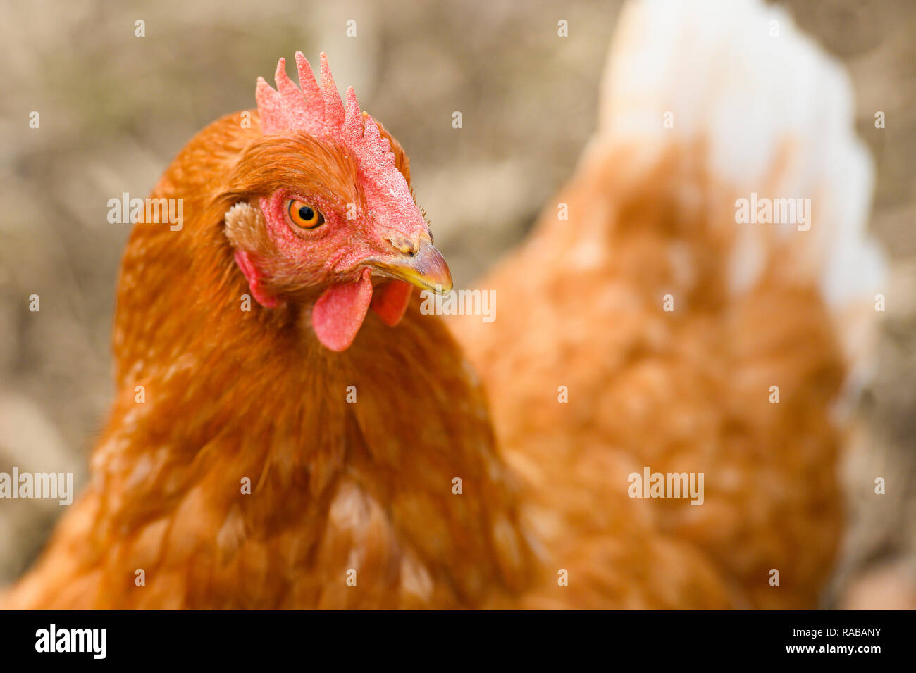 Hen with a pen hi-res stock photography and images - Alamy