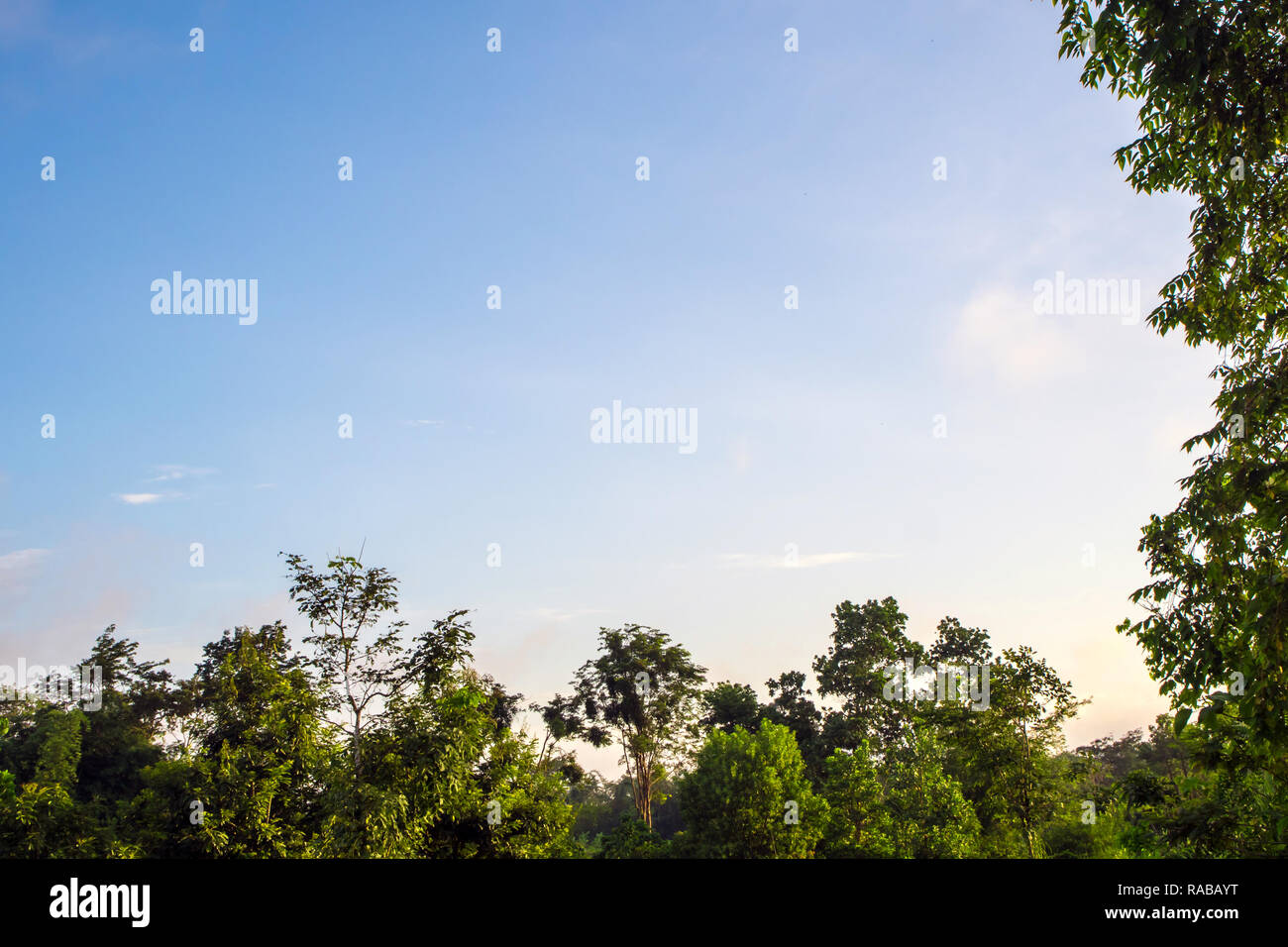 Big and small trees are abundant in the jungle Stock Photo - Alamy