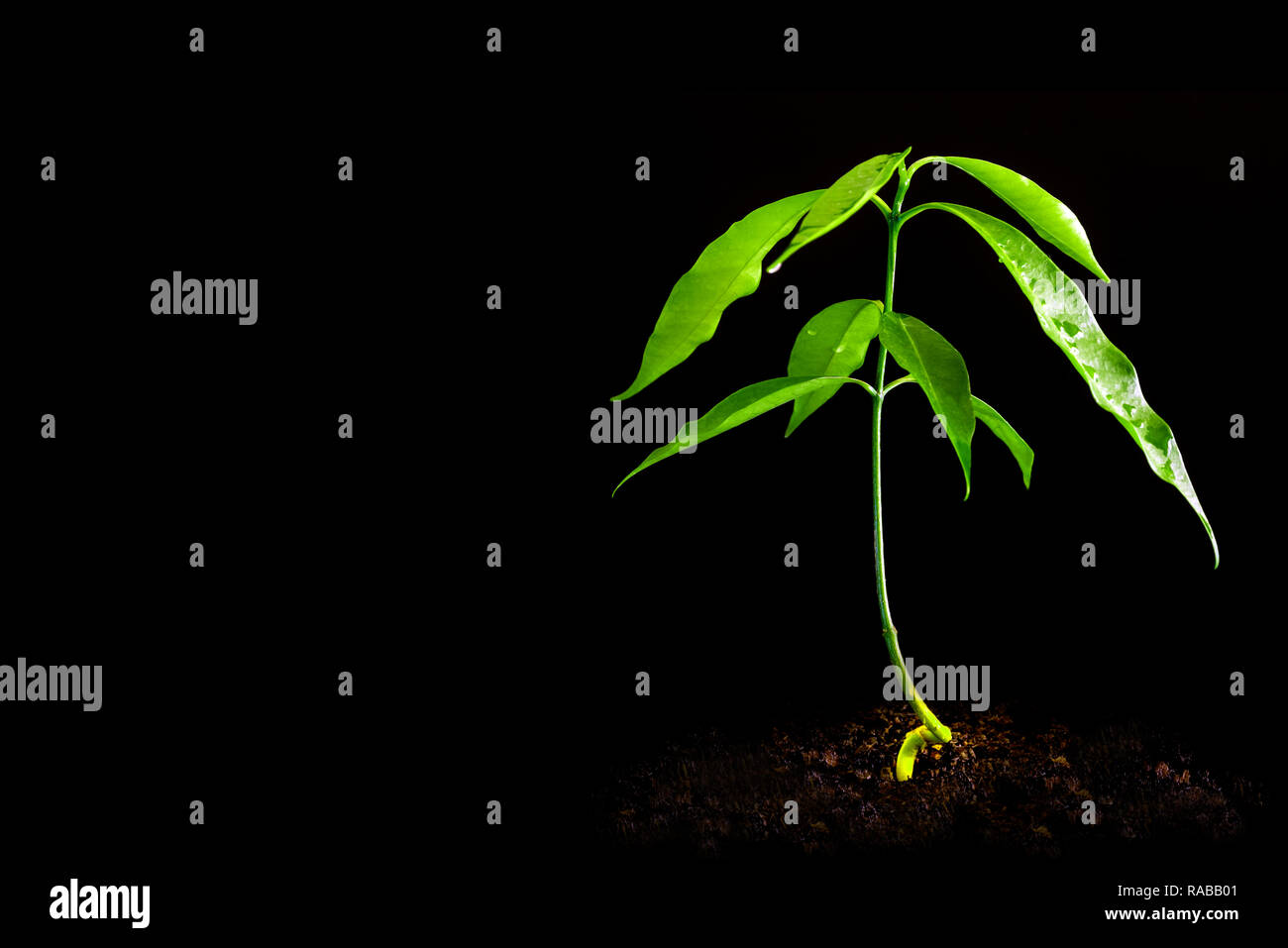 Kopsia arborea blume hi-res stock photography and images - Alamy