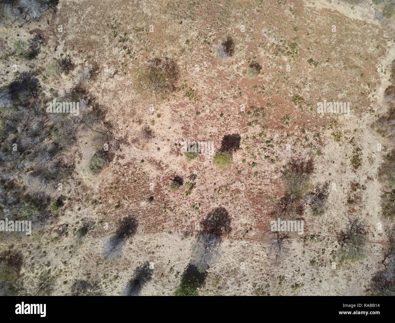 Dry summer soil with couple trees above top view Stock Photo - Alamy