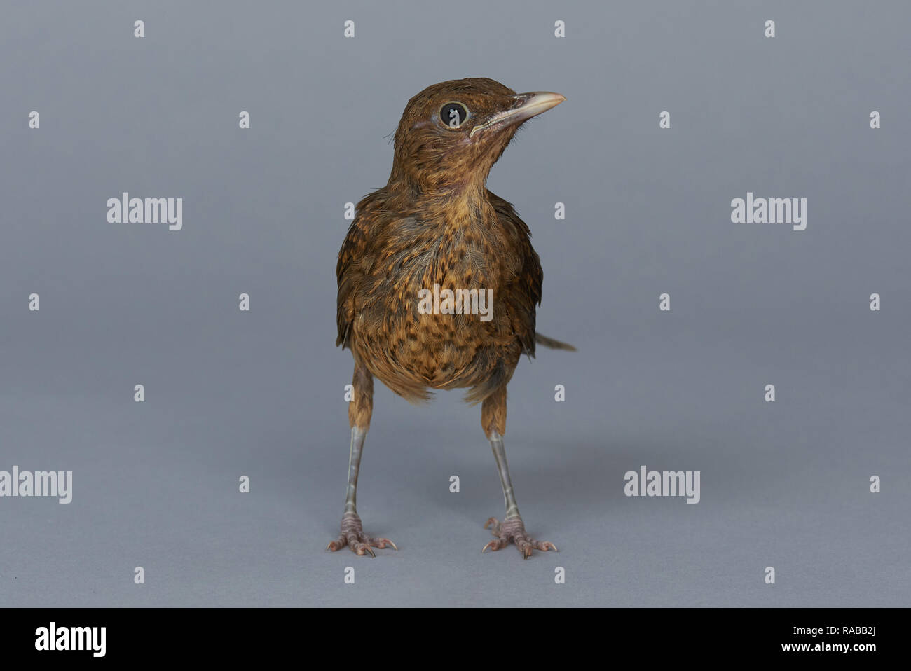 Portrait of thrush small bird on gray background Stock Photo - Alamy