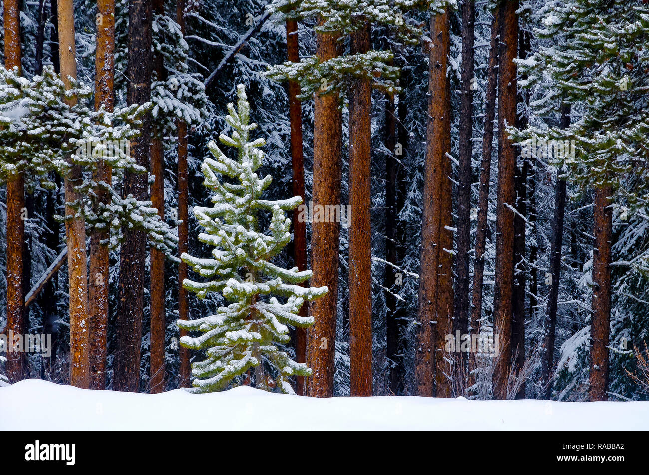 Trees, Winter, Banff National Park, Alberta, Canada Stock Photo - Alamy
