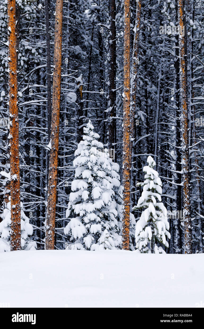 Banff trees mountains hi-res stock photography and images - Alamy