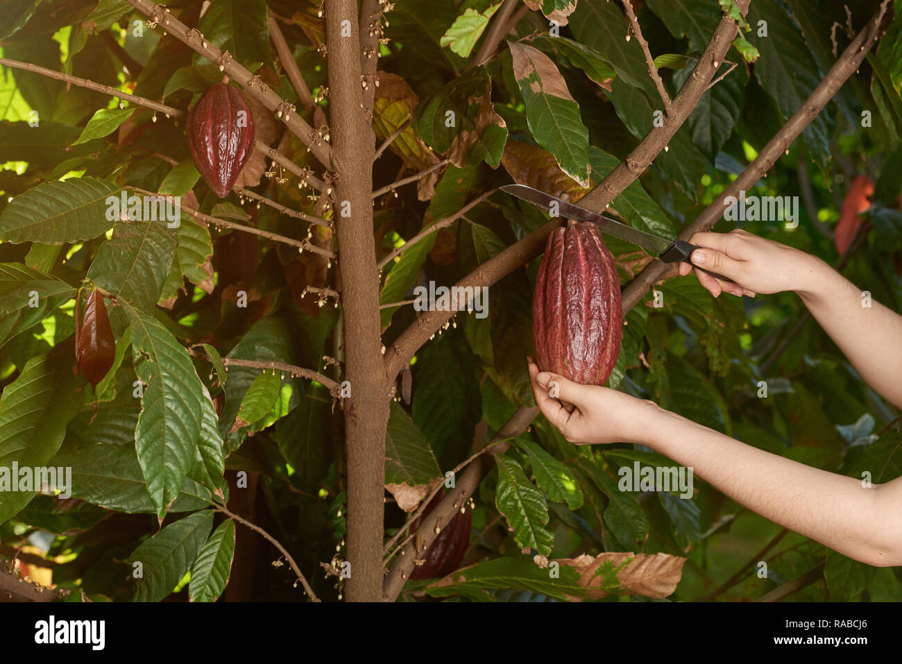 Cutting cacao pod from tree on sunny summer background Stock Photo - Alamy