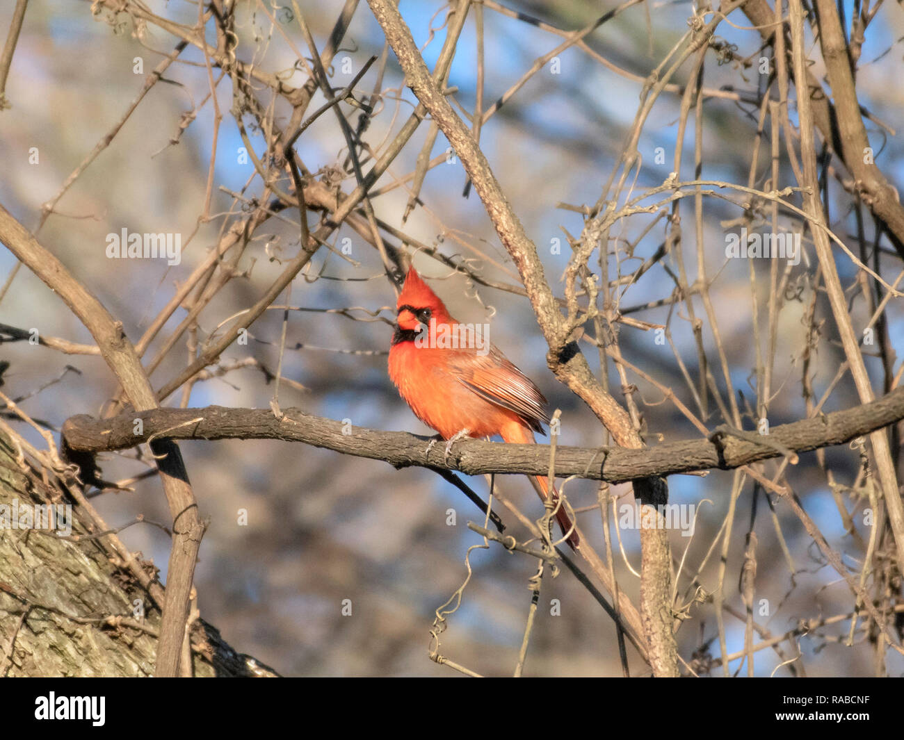 A male cardinal bird, Cardinalis cardinalis, perches on a branch in the ...