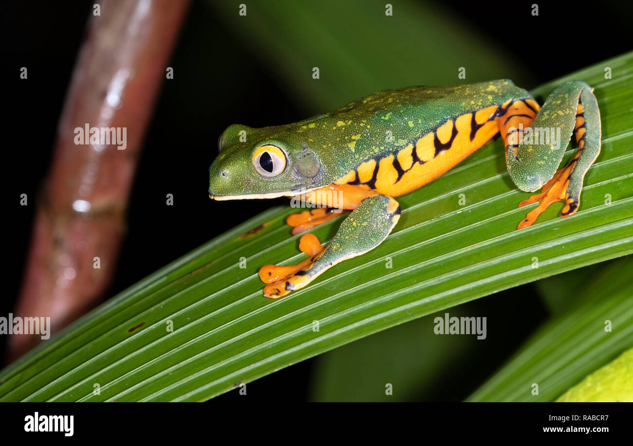 Tiger legged monkey frog hi-res stock photography and images - Alamy