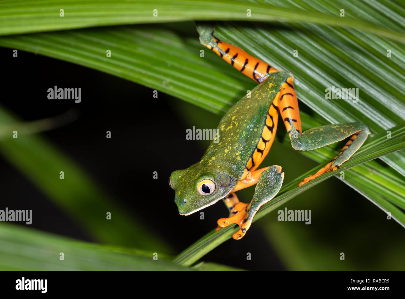 Super tiger leg monkey tree frog hi-res stock photography and images ...
