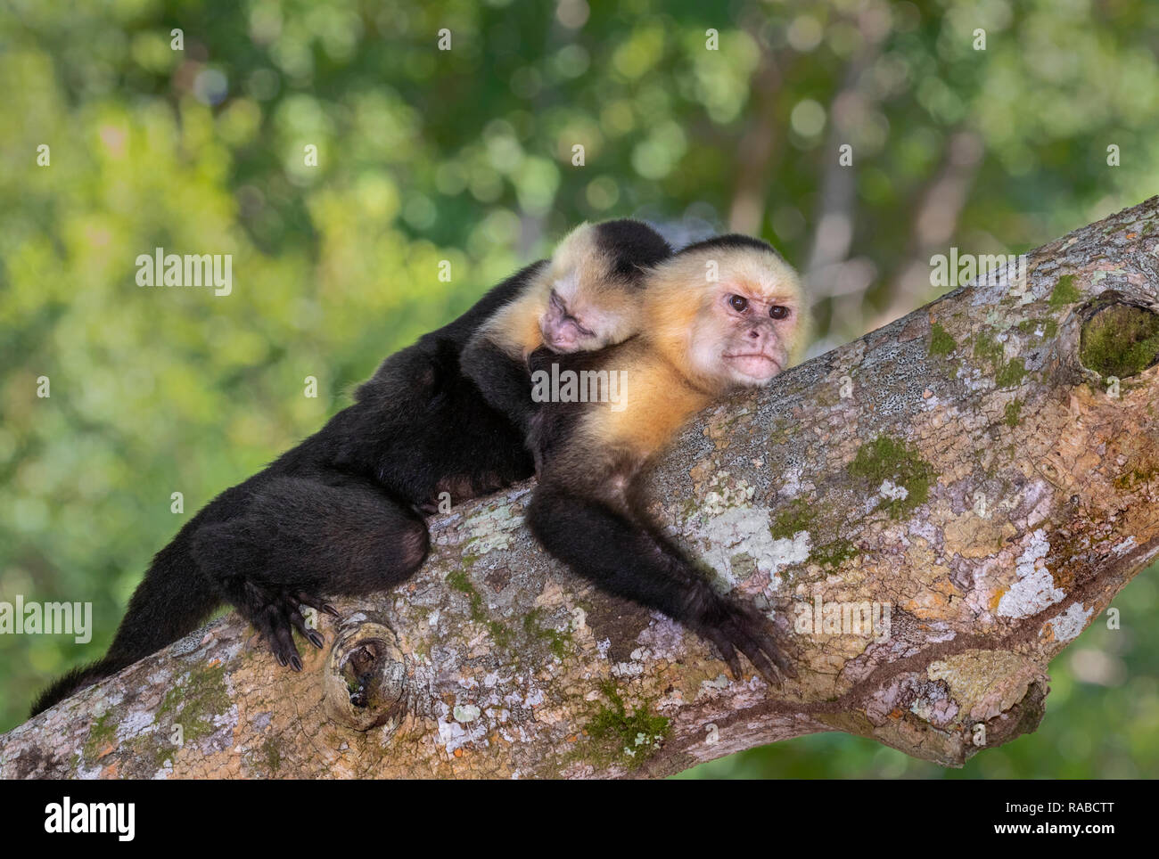 White-headed capuchin (Cebus imitator), female with baby on the back ...