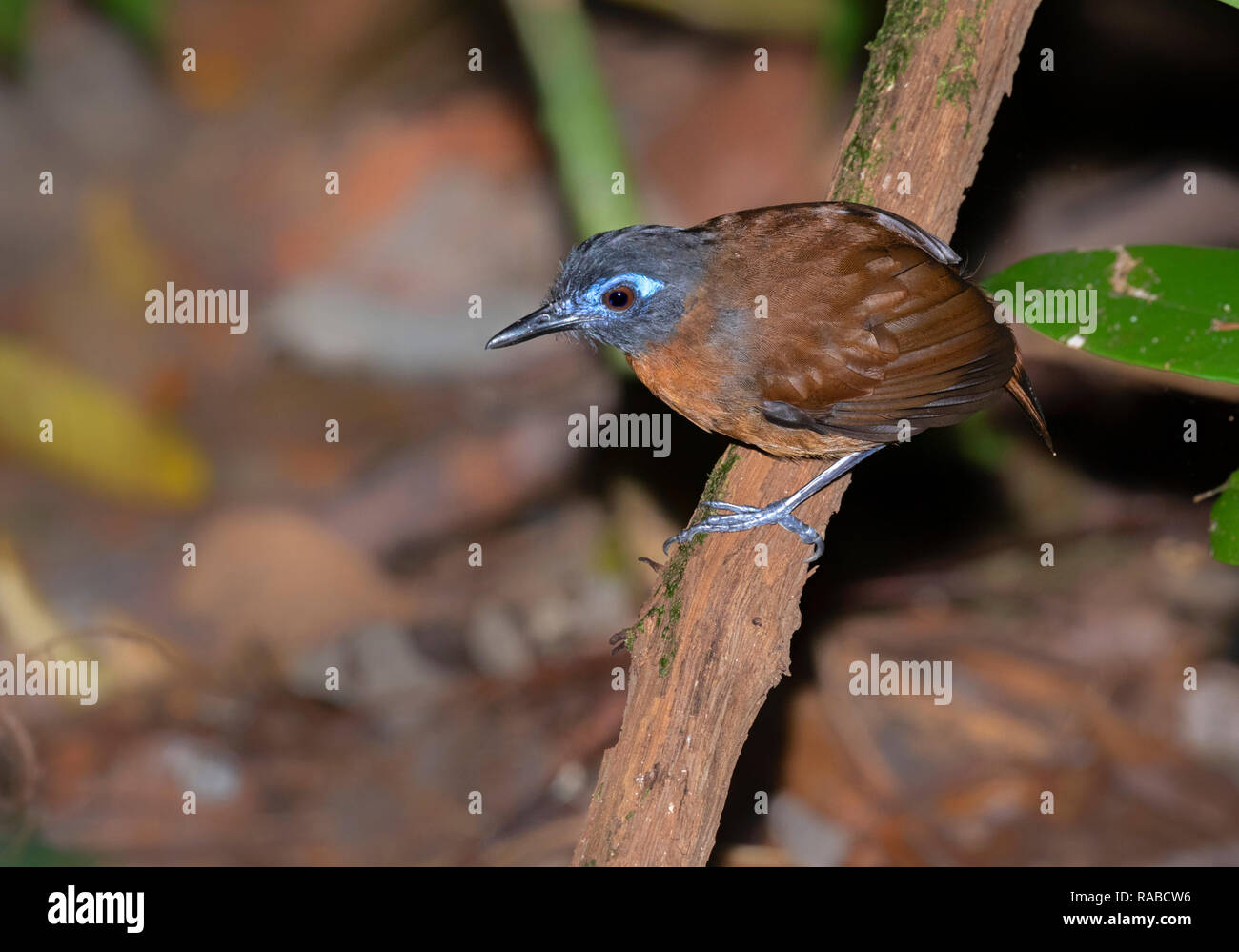 Costa rica insects hi-res stock photography and images - Alamy