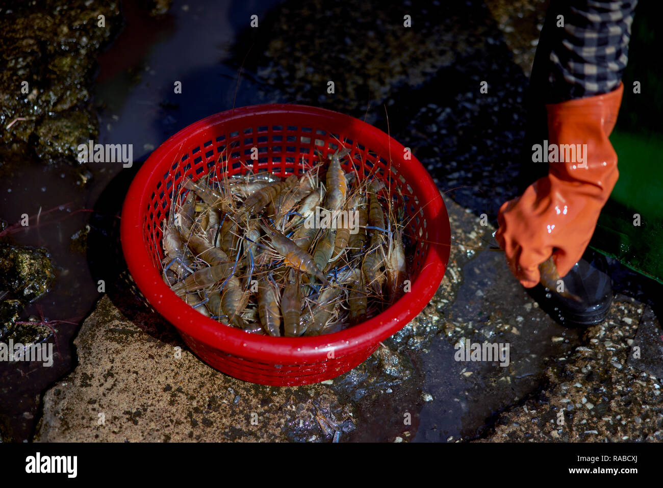 Daily catch of fresh prawns ready for sale at a Thailand food market ...