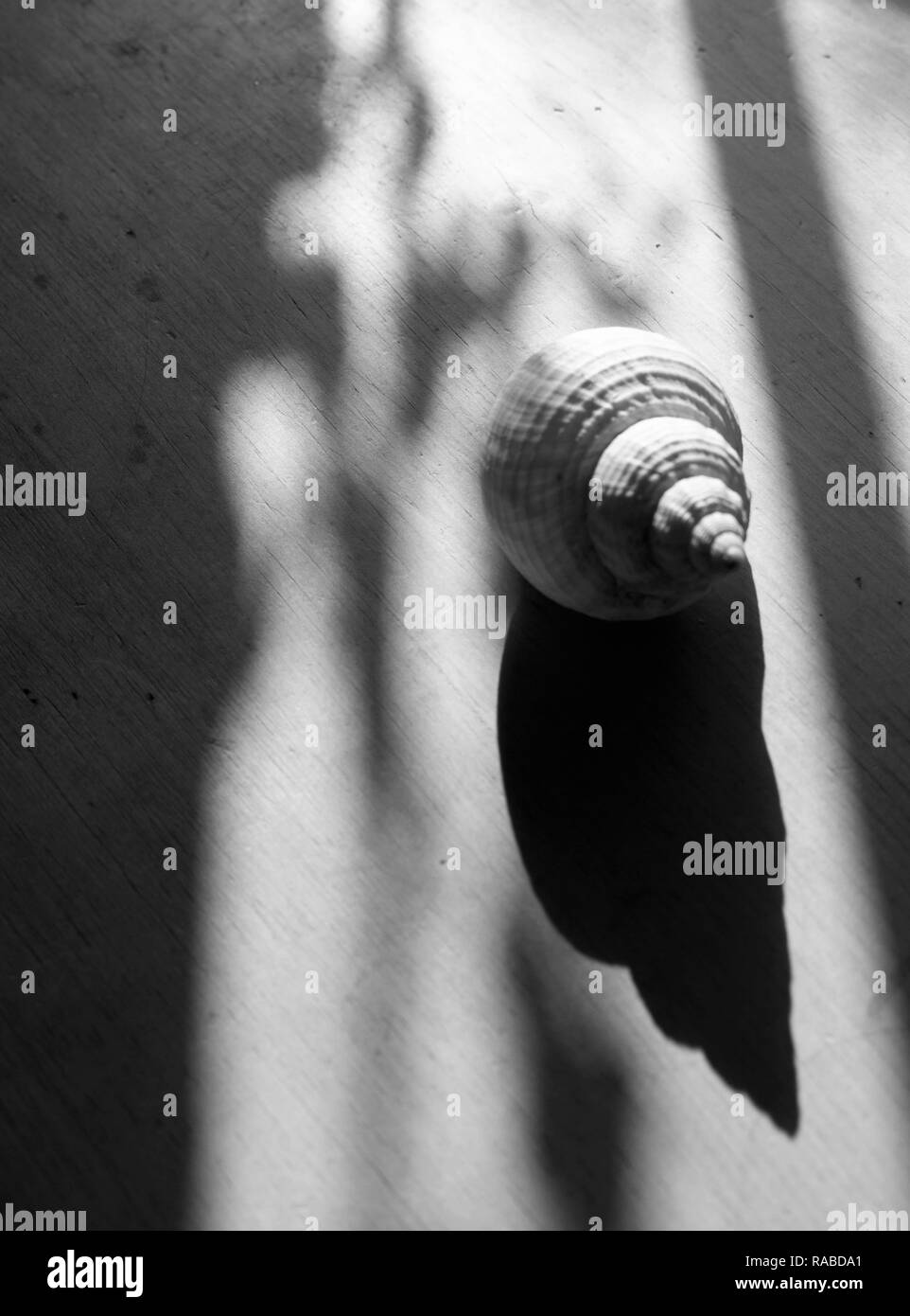 Light and shadow nature hi-res stock photography and images - Alamy