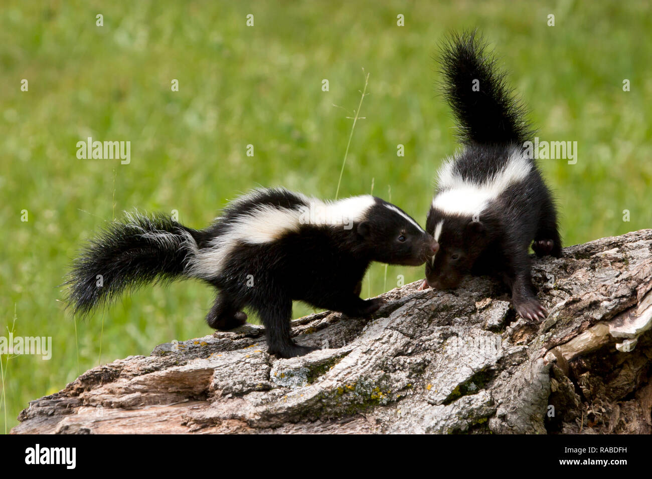Juvenile skunk hi-res stock photography and images - Alamy