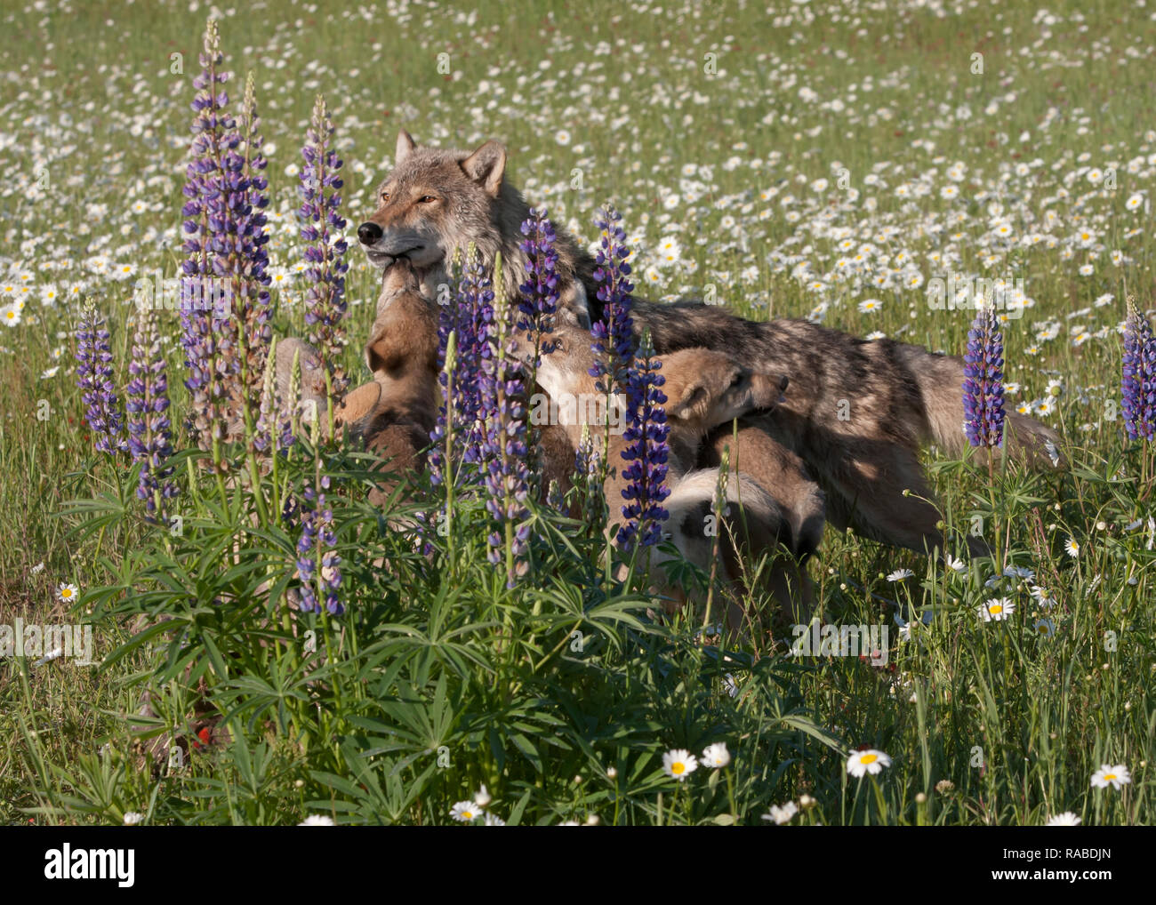 Wolf Puppies Playing with Mother in Wildflower Meadow Stock Photo - Alamy