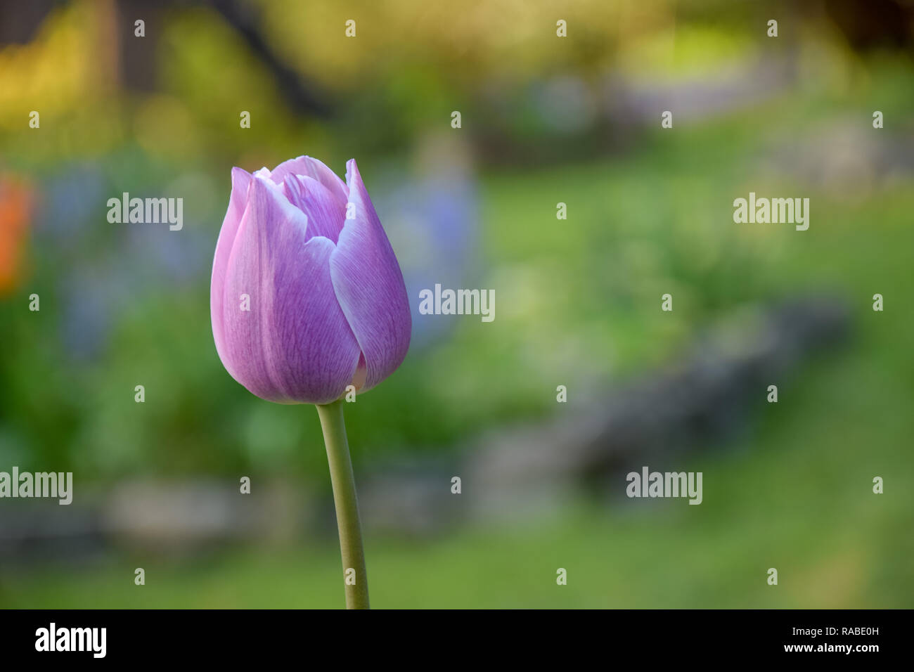 A single lavender tulip Stock Photo - Alamy
