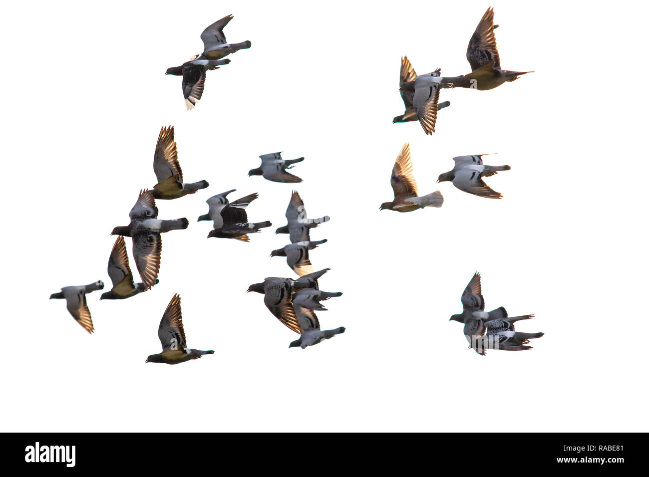 Flock pigeons birds fly Cut Out Stock Images & Pictures - Alamy