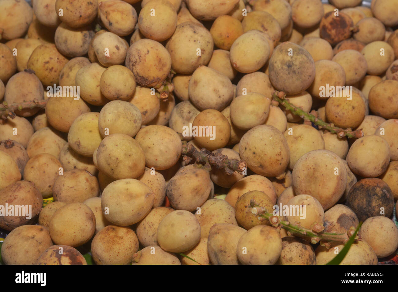 Langsat tree hi-res stock photography and images - Alamy